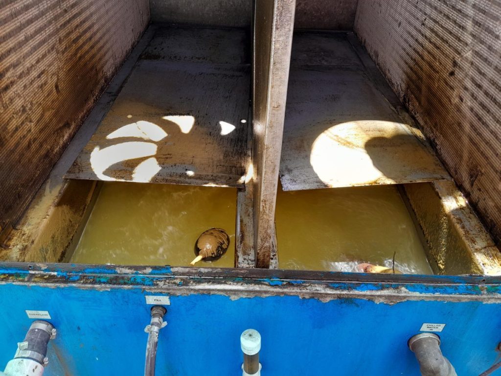 Buy CMIT Biocid 1.4% in 20L - Viva Blu